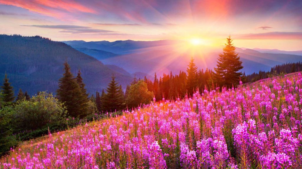 Daily Ponderables - Inspiration for Each Day