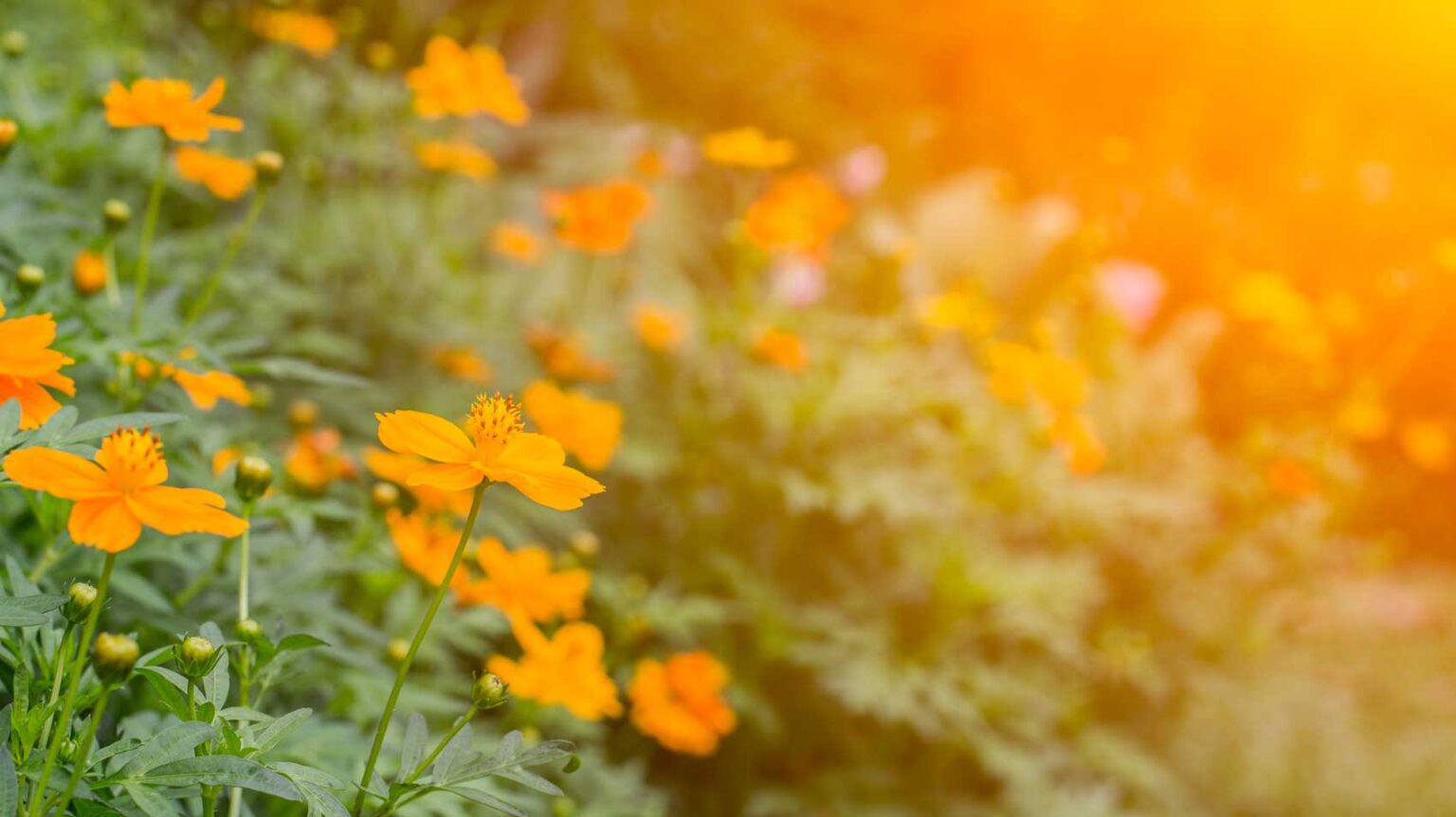 Daily Ponderables – Inspiration for Each Day