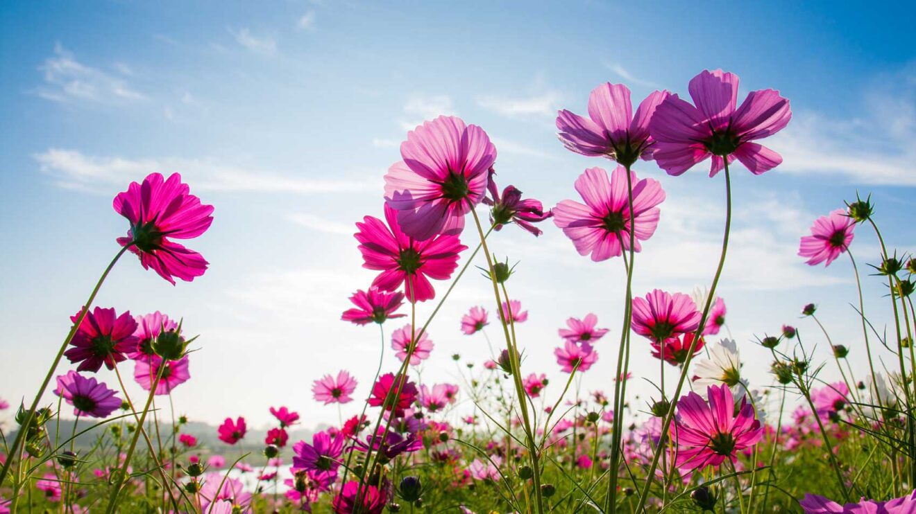 Daily Ponderables - Inspiration for Each Day